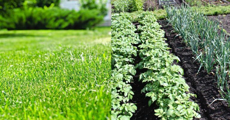 Go From Backyard to Vegetable Garden in 6 Steps - Food Prep Guide ...
