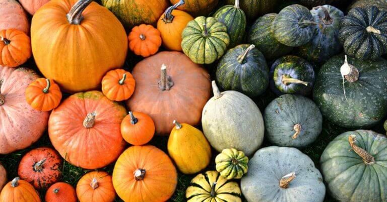 30 Types of Pumpkins with Pictures - Food Prep Guide - Preserving ...