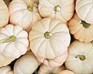 30 Types of Pumpkins with Pictures - Food Prep Guide - Preserving ...