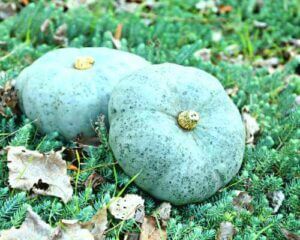 30 Types of Pumpkins with Pictures - Food Prep Guide - Preserving ...