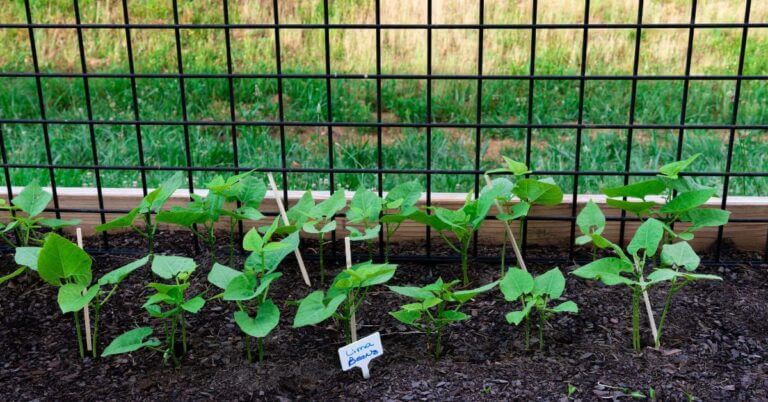 How to Rotate Crops on a Trellis [& Feed Your Soil] - Food Prep Guide ...