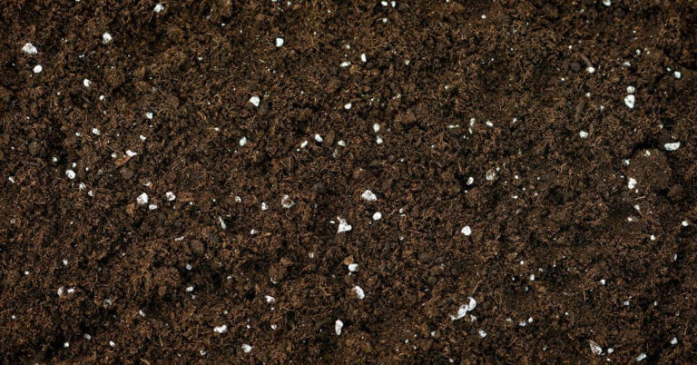 What Are the White Things in My Soil? [4 Possibilities] - Food Prep ...
