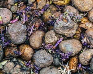 Here's How Much Water Potatoes Need to Grow Big - Food Prep Guide ...