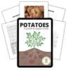 How to Grow Potatoes from Potatoes in 7 Steps - Food Prep Guide ...