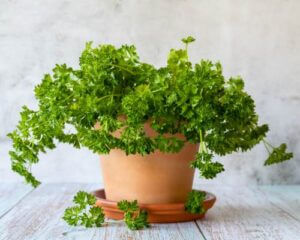 17 Container-Friendly Plants for Fall - Food Prep Guide - Preserving ...