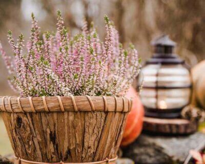 17 Container-Friendly Plants for Fall - Food Prep Guide - Preserving ...