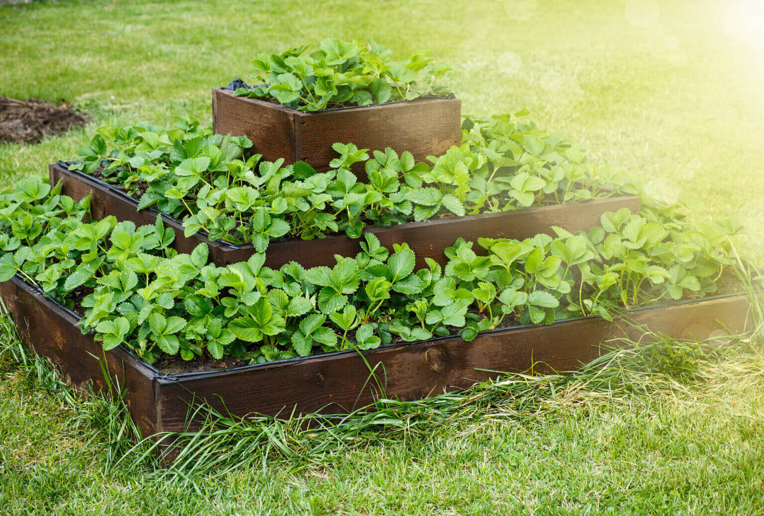 10 Tiered Planter Boxes - Food Prep Guide - Preserving & Storing Food