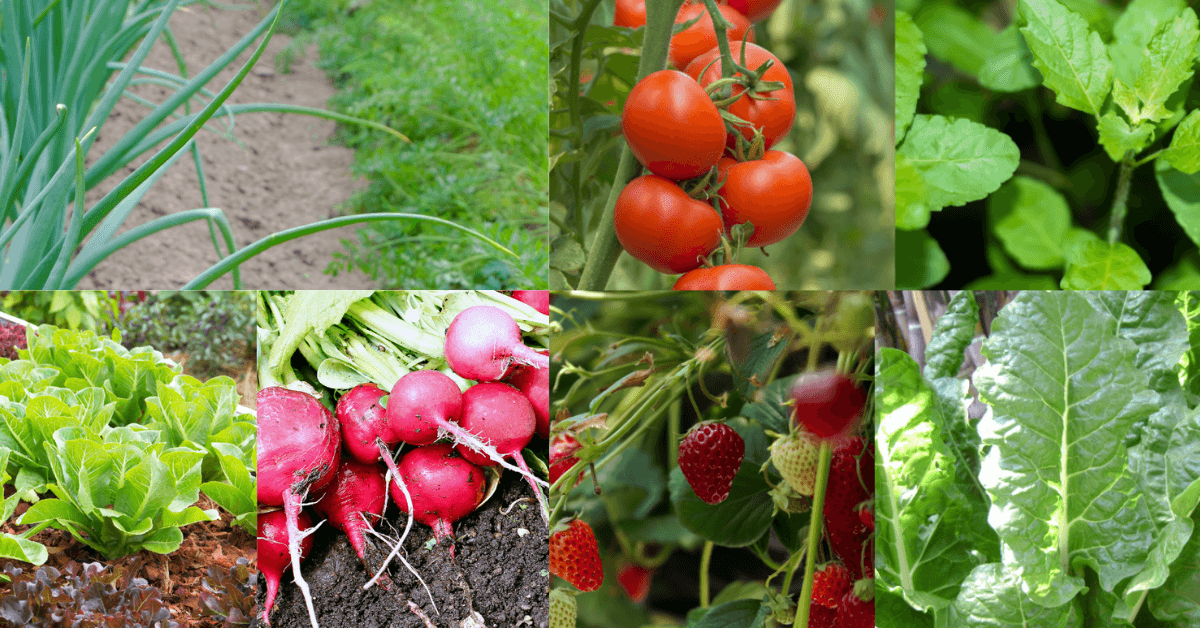 8 Companion Planting Layout Ideas - Food Prep Guide - Preserving ...