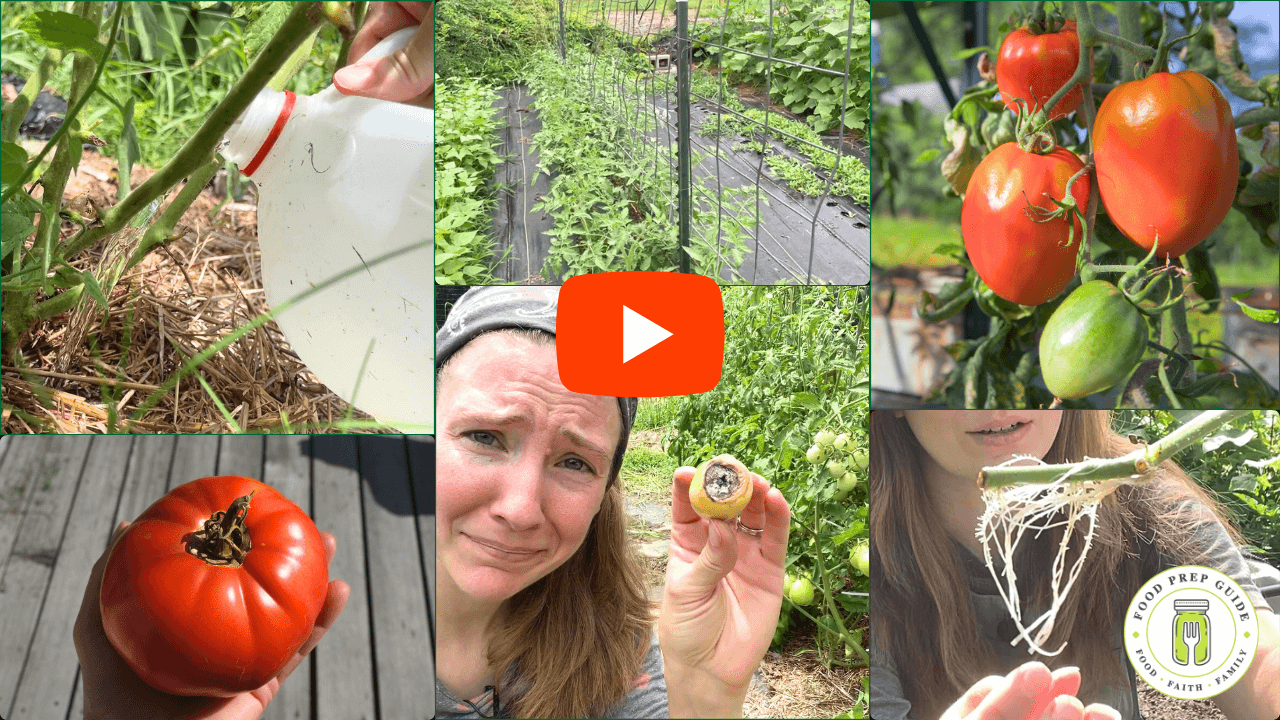 8 Tomato Growing Secrets to Double Your Harvest - Food Prep Guide ...